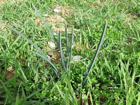 תצפית 157201 אירוס הסרגל