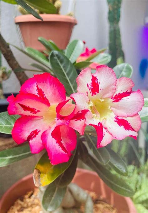 Rosa do Deserto Características Como Plantar e 45 Lindas Fotos