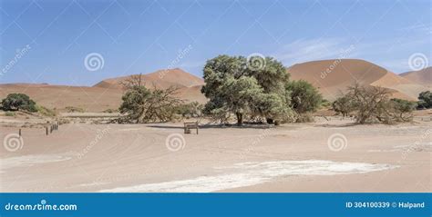Acacia Ereoloba Trees And Big Dunes At Sossuslvei Pan Naukluft Desert