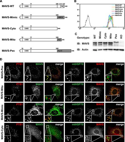 Peroxisomes Are Signaling Platforms For Antiviral Innate Immunity Pmc