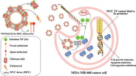 Or Combinational Therapy With Myc Decoy Oligodeoxynucleotides
