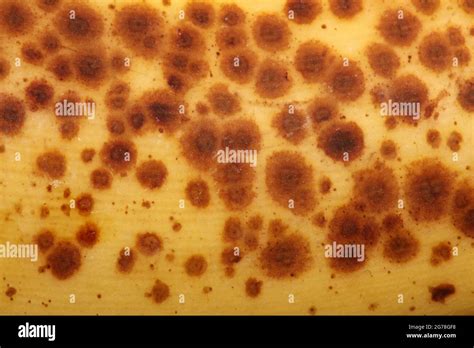 Overripe Banana With Black Dots Close Up Abstract Background High