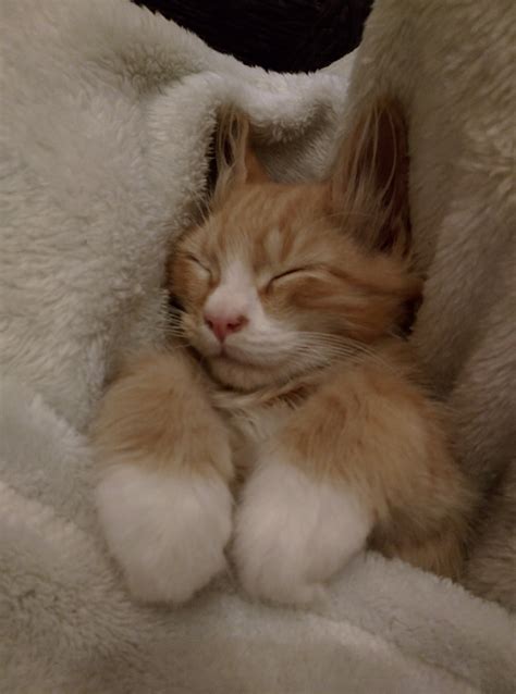 Meet Nemo He Loves To Sleep The Day Away Imgur