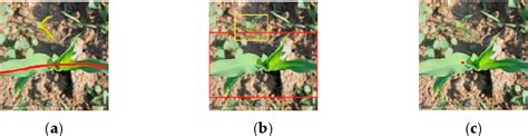 figure 1 from a weakly supervised semantic segmentation model of maize