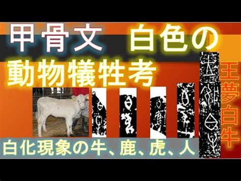 白化現象の動物犠牲考 白色の動物たち 白牛白鹿白虎そして白人も犠牲となった甲骨文を探究する 古代文字書家安東麟 YouTube