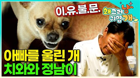 으르렁 대며유독 아빠 보호자를 싫어해요 치와와의 보호자를 향한 무자비한 공격성│왜그러냥귀엽개 Youtube
