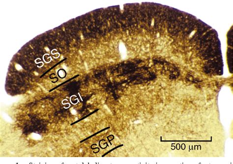 Figure 1 From Contribution Of Superficial Layer Neurons To Premotor