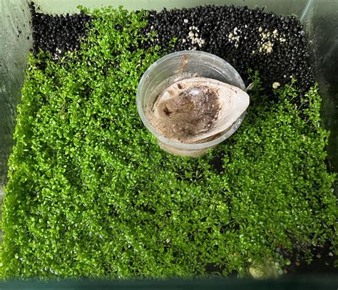 Hc Cuba Grows Slower Than Grass Rplantedtank