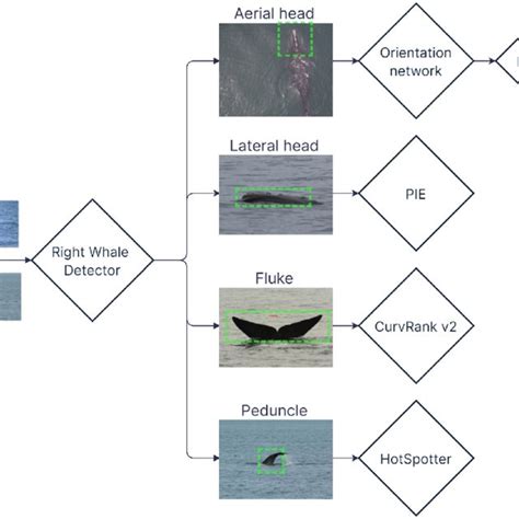 Pipeline For The Annotation And Identification Of Multi Feature Download Scientific Diagram