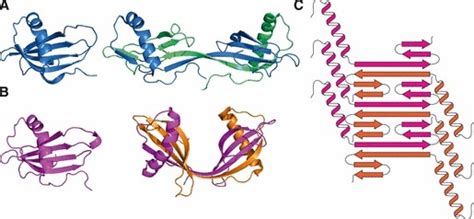 Involvement Of Domain Swapping In Amyloid Fibril Formation Of Download Scientific Diagram