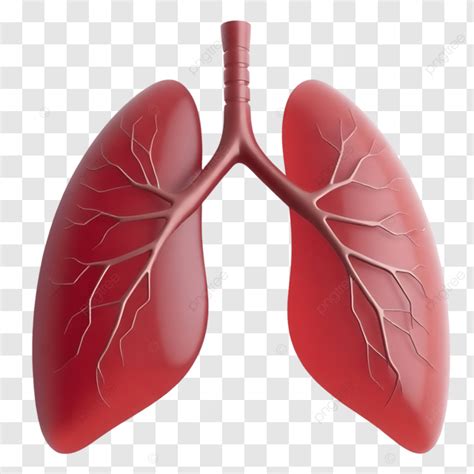 건강한 폐의 의료 3d 렌더 인간의 폐 의료 3d Png 일러스트 및 이미지 에 대한 무료 다운로드 Pngtree