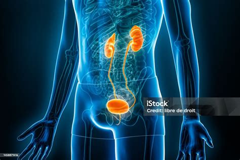 신장 방광 및 요관이 있는 Xray 비뇨기 시스템은 남성의 신체 윤곽이 있는 3d 렌더링 그림입니다 인체 해부학 의료 생물학 과학 의료 개념 콩팥 내부 기관에 대한 스톡
