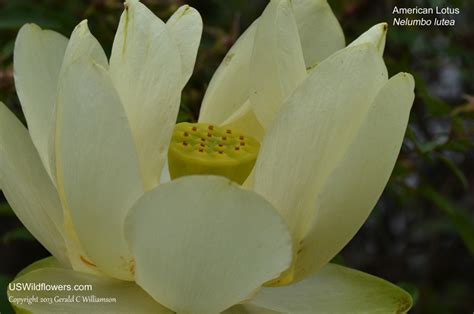 Us Wildflower American Lotus Water Lotus Water Chinquapin Yellow