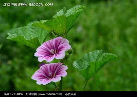 两朵紫色喇叭花高清图片下载 红动中国