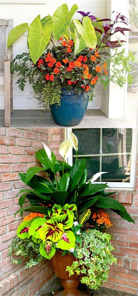 Best Shade Plants And 30 Gorgeous Container Garden Planting Lists Wechsel