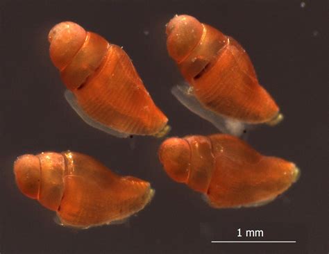 New Venomous Cocktails From Cone Snail Have Huge Drug Potential