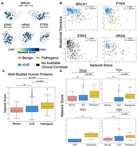 Structure Based Network Analysis Highlights Pathogenic Variants In Download Scientific Diagram