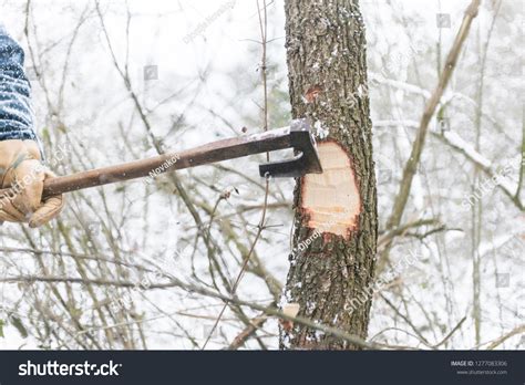 Man Cutting Tree Axe Stock Photo Shutterstock