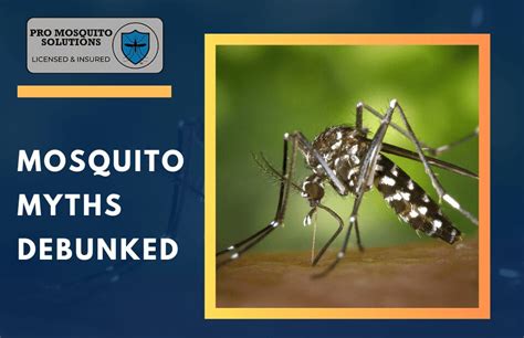 Mosquito Myths Debunked Separating Fact From Fiction