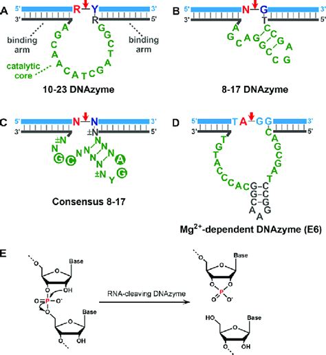 Representative Rna Cleaving Dnazymes Including The 1023 Dnazyme A