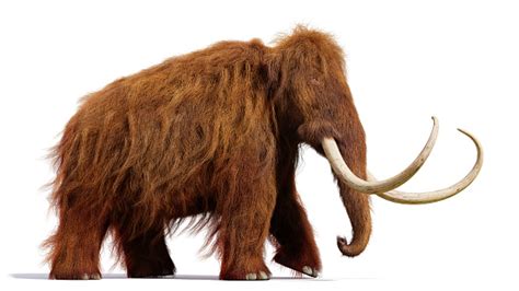 Mamut Lanudo Funcionamiento Prehistórico Mamífero Aislado Con Sombra