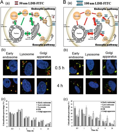 Intracellular Trafficking Pathway Of The Ldh Nanoparticles With A Size