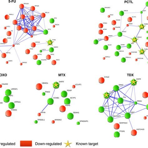 Protein Protein Interaction Networks Obtained With String For Proteins