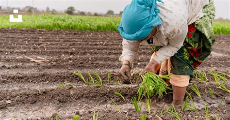 파란 머리 스카프를 두른 여성이 밭에서 일하고 있다 사진 Unsplash의 무료 정원 이미지