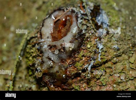 Insects Trapped In The Tree Resin Stock Photo Alamy