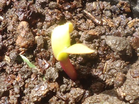 かんちゃんの趣味のページ 家庭菜園の発芽画像ツルムラサキ蔓紫2016年05月07日