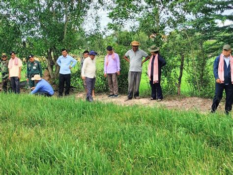 តំណាងរាស្ត្រ មណ្ឌលស្វាយរៀងដឹកនាំ ក្រុមការងារចុះពិនិត្យ មើលស្រូវ ដែលរងការខូចខាត ដោយ សត្វ