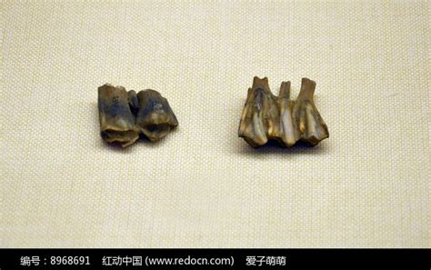 旧石器时代野驴牙化石高清图片下载 红动中国