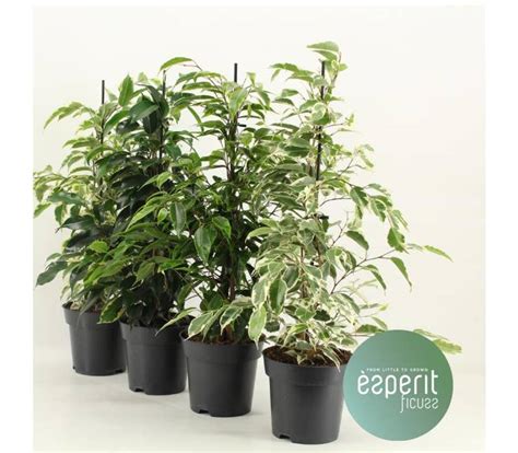 Ficus Benj Green Solutions