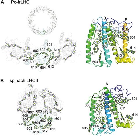 Identification And Design Principles Of Far Redabsorbing Chlorophyll
