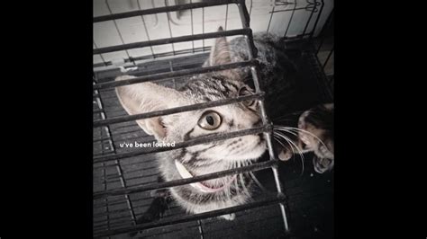 My Cutie Pie Youtube