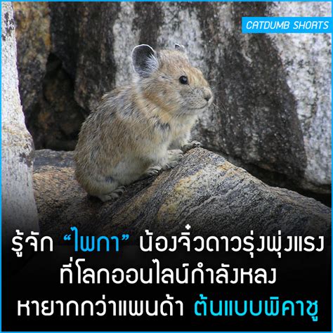 รู้จัก “ไพกา” น้องจิ๋วดาวรุ่งพุ่งแรง ที่โลกออนไลน์กำลังหลง หายากกว่าแพนด้า ต้นแบบพิคาชู