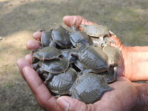 Turtle Eggs Hatching