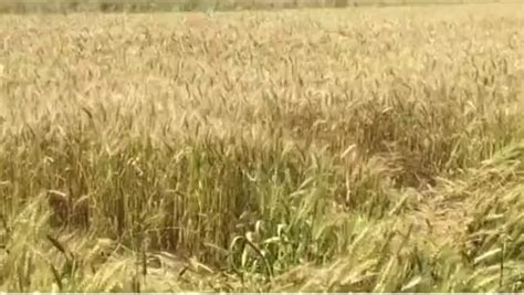 आगरा बेमौसम बारिश से फसलों में भारी नुकसान शासन को भेजी 5 हजार