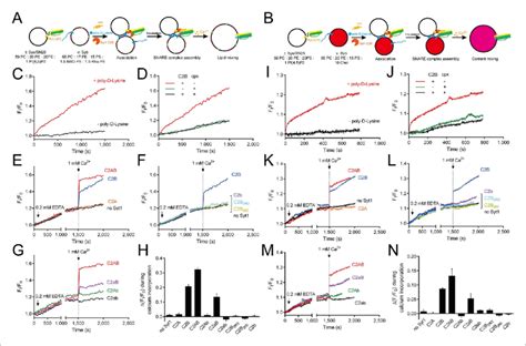 Ca 2 Dependent Simultaneous C2bsnare Complexmembrane Interactions
