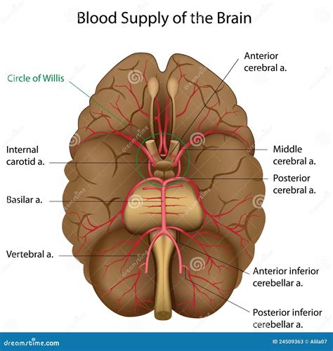 Fuente De Sangre Del Cerebro Ilustración del Vector Ilustración de