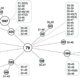 The Largest Clonal Cluster Recognized From EBURST Analysis Of MLST Data