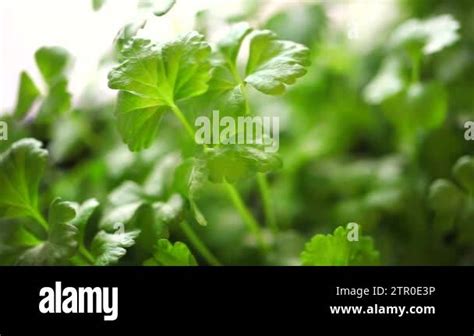 Celery Seedling Stock Videos And Footage Hd And 4k Video Clips Alamy
