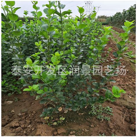 80公分 1米卫矛冬青球价格 直立冬青树苗 工程绿化 造型苗木 阿里巴巴