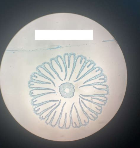 Biology Lab Exam 1 Specimens Flashcards Quizlet
