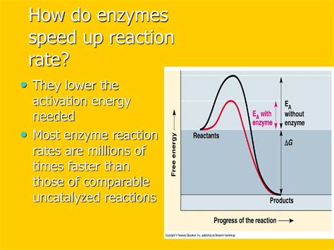 All About Enzymes Ppt Download