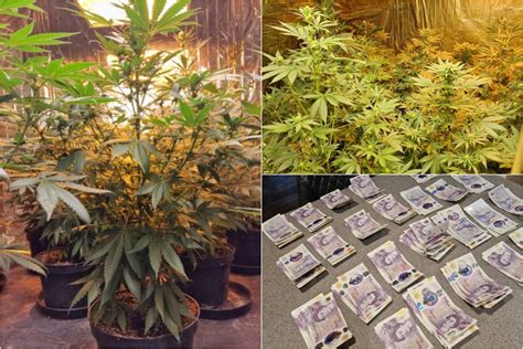 Man Arrested After Cannabis Farm And £3k In Cash Found In Elswick Drug Raid