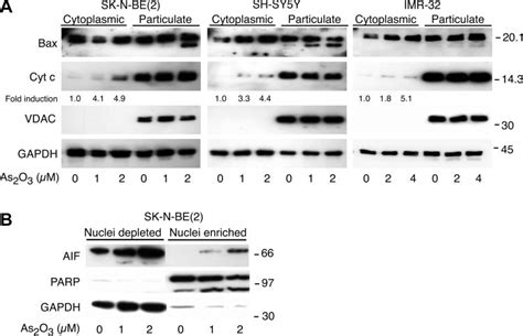 A Release Of Cytochrome C To The Cytoplasm And Detection Of Cleaved Download Scientific