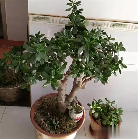 上班族也能养的6种花，价格便宜又皮实30天不浇水照样生机勃勃