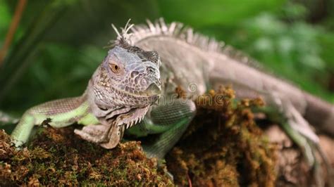 The Green Iguana Iguana Iguana Is A Large Species Of Lizard Native To