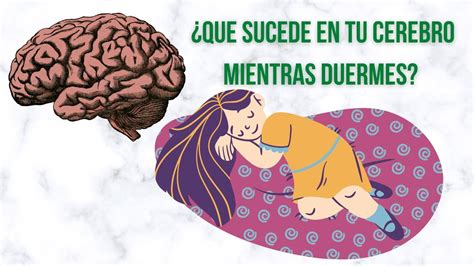 Qué pasa en tú cerebro mientras duermes YouTube
